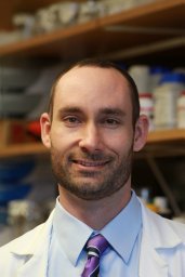 type-1-interferons-potentiate-human-cd8-t-cell-cytotoxicity-through-a ...
