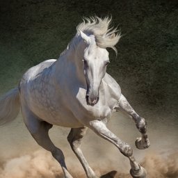 Study on the Immunogenicity of Three Recombinant Lactic Acid Bacteria ...