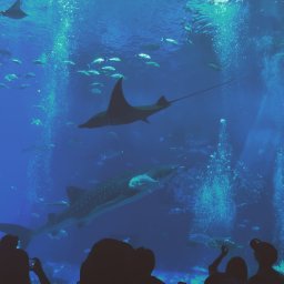 Therapeutic effect of vitamin D3-containing nanostructured lipid ...