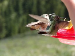 Morphological complexity promotes origination and extinction rates in ...