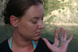 Molecular phylogeny and biogeography of the dwarf boas of the family ...