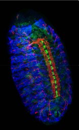 Tace/ADAM17 is a bi-directional regulator of axon guidance that ...
