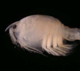 Ecological alterations of promenade lighting on crustacean assemblage ...