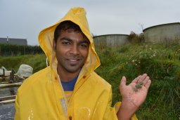 Selenium: a potent regulator of ferroptosis and biomass production ...