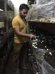 Role of Mushrooms in the Bioremediation of Soil: Abstract, Citation ...