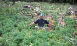 Quantifying minimum site occupancy requirements of common forest tree ...