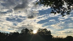 Seasonal prevalence and histopathology of Beauveria bassiana infecting ...