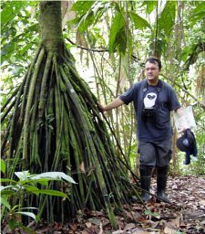 Scaling of stem diameter and height allometry in 14 neotropical palm ...