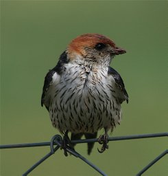 Establishment success in introduced passeriforms of New Zealand ...